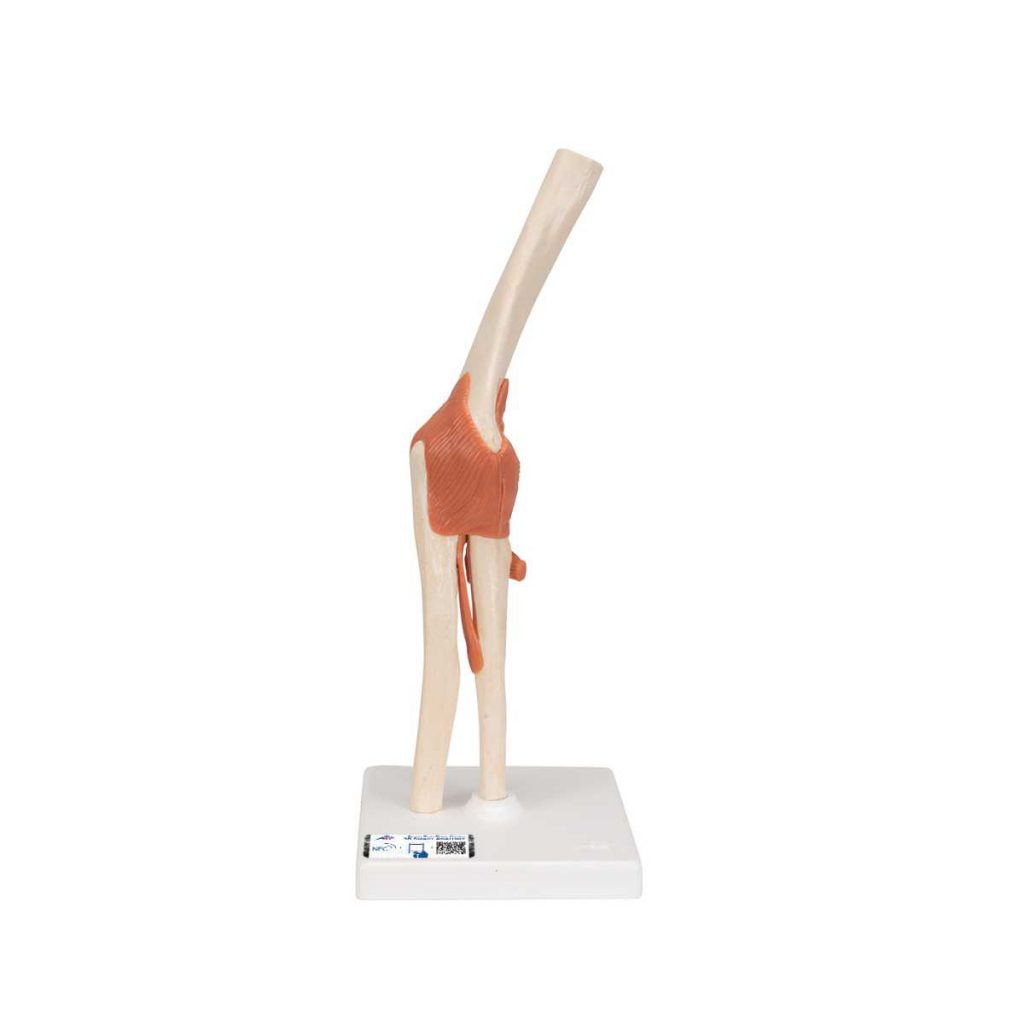 3B Scientific Functional Human Elbow Joint Model with Ligaments – 3B ...