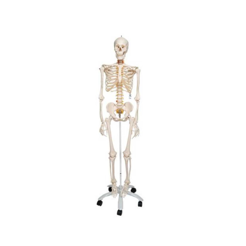 3B Scientific Flexible Human Skeleton Model Fred – 3B Smart Anatomy ...